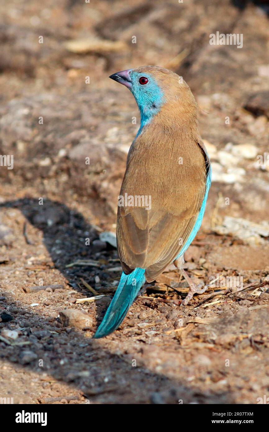 Angola butterfly finches hi-res stock photography and images - Alamy