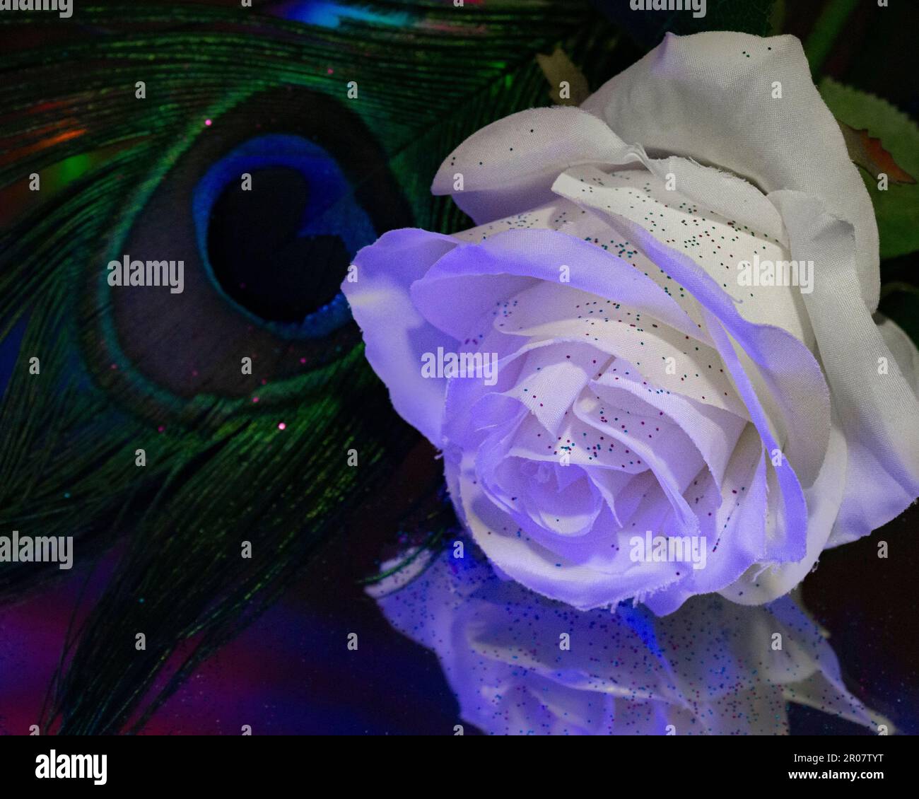 A close-up image of a single white rose and a peacock feather with a ...