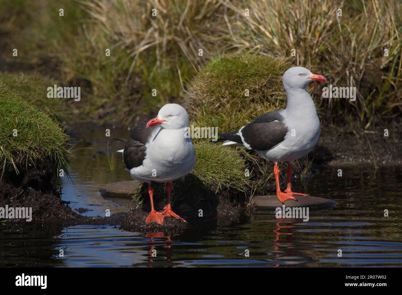 Gabianus scoresbii, Blood-billed Gull, dolphin gulls (Larus Scoresbii ...