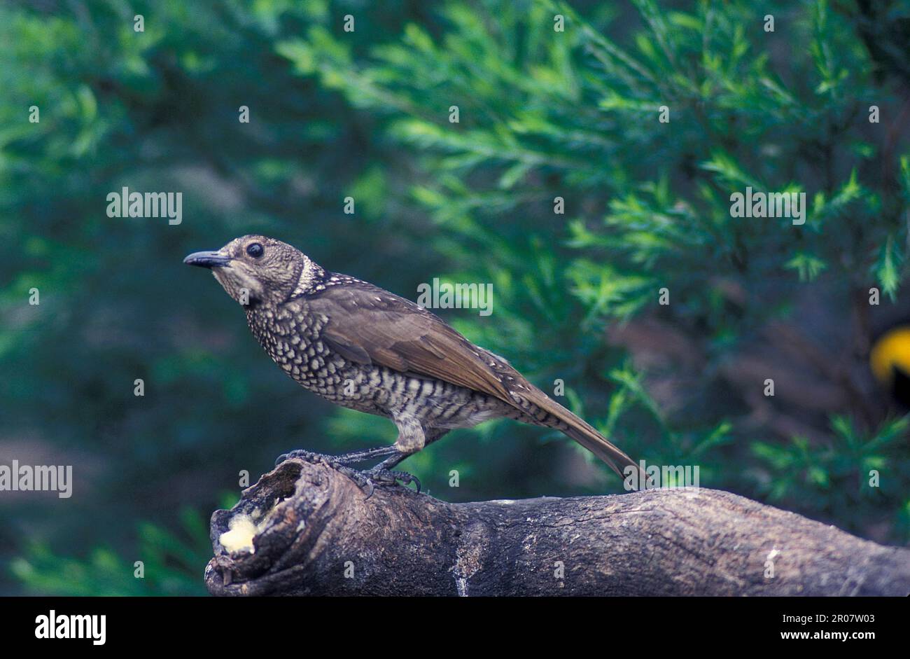Yellow-naped Bowerbird, Yellow-naped Bowerbirds, Songbirds, Animals ...