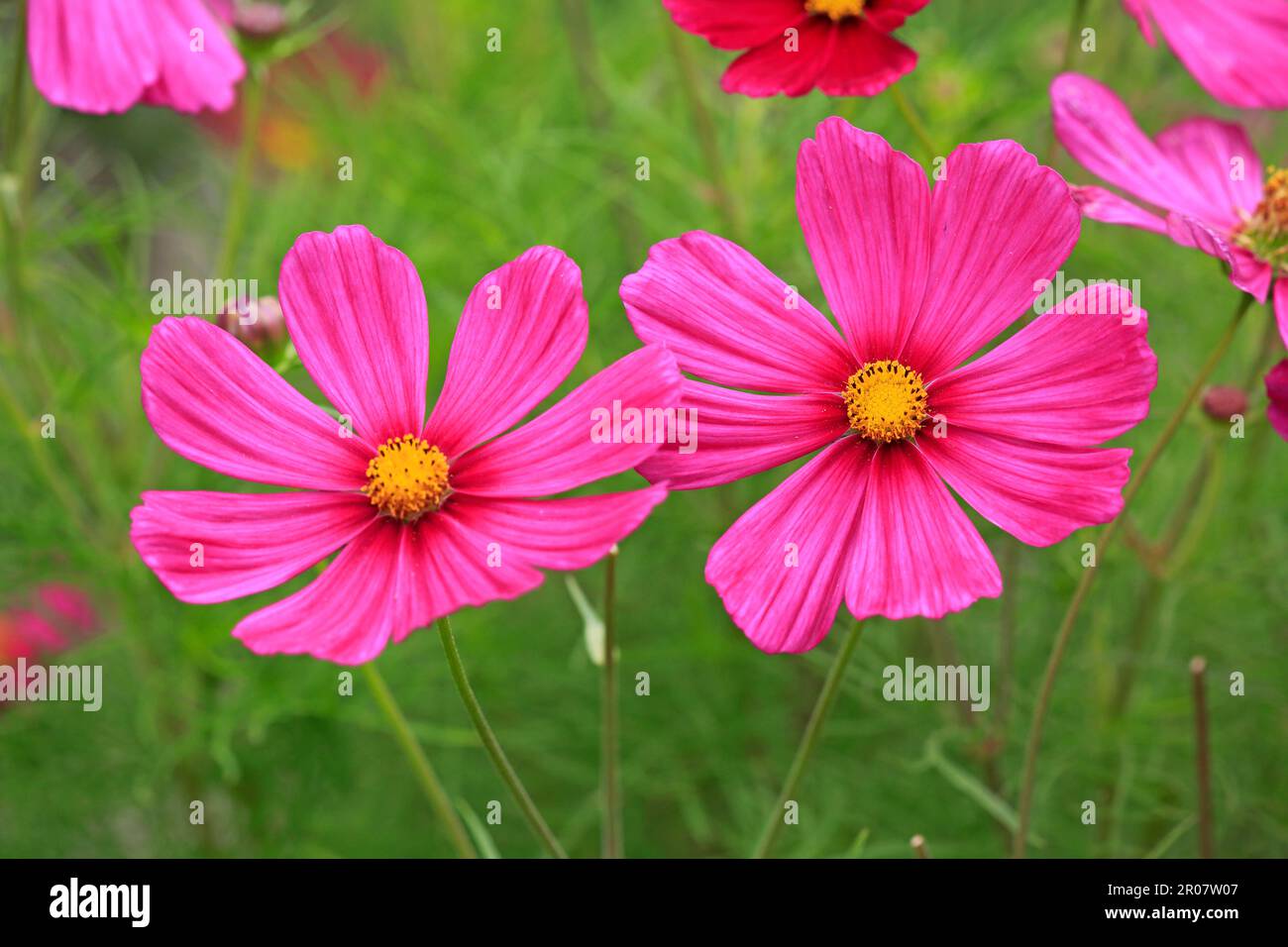 Mexican aster (Cosmos bipinnatus Stock Photo - Alamy