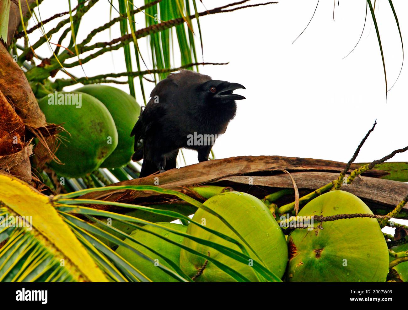 Jamaican crows hi-res stock photography and images - Alamy