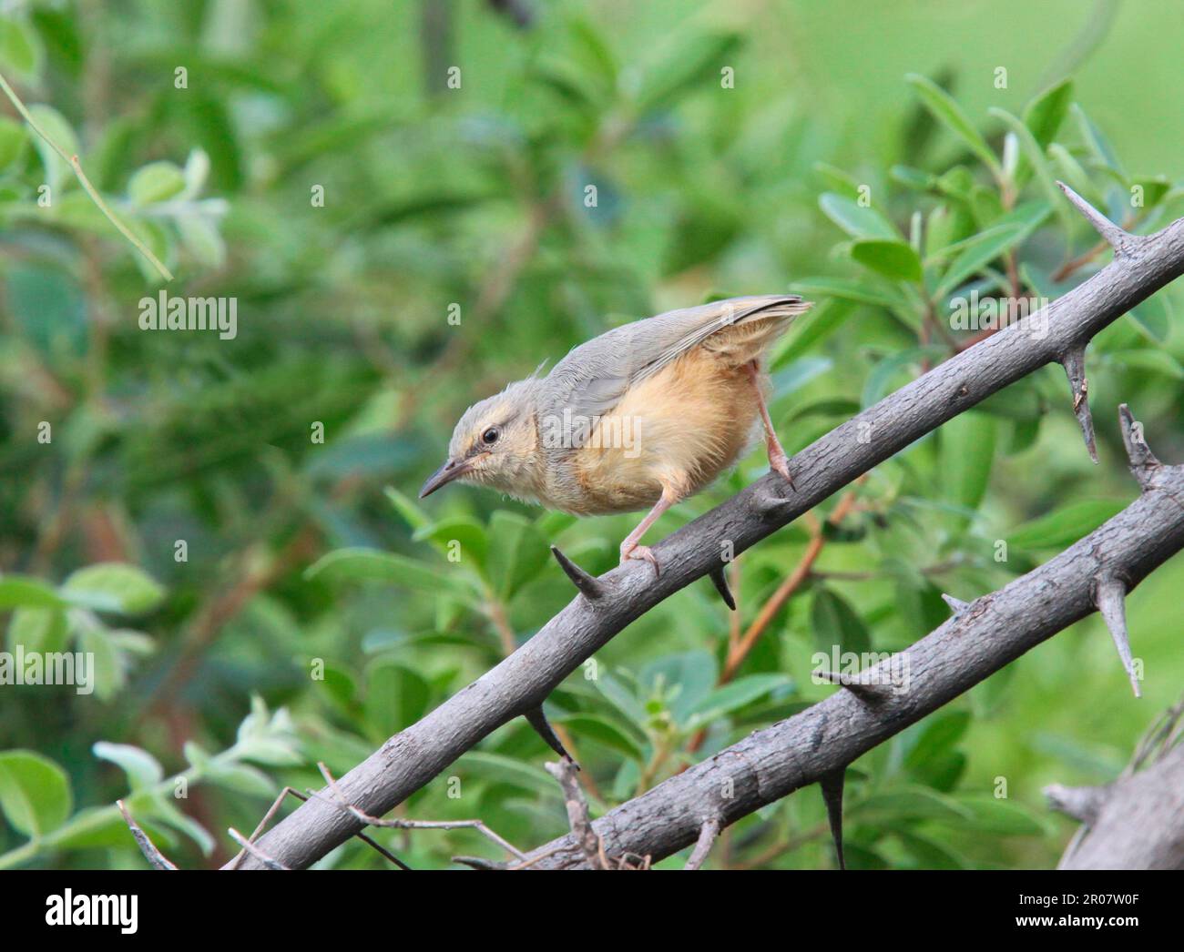 Sylviettas hi-res stock photography and images - Alamy