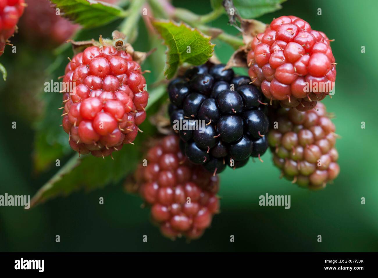 Blackberry (Rubus fruticosus Stock Photo - Alamy
