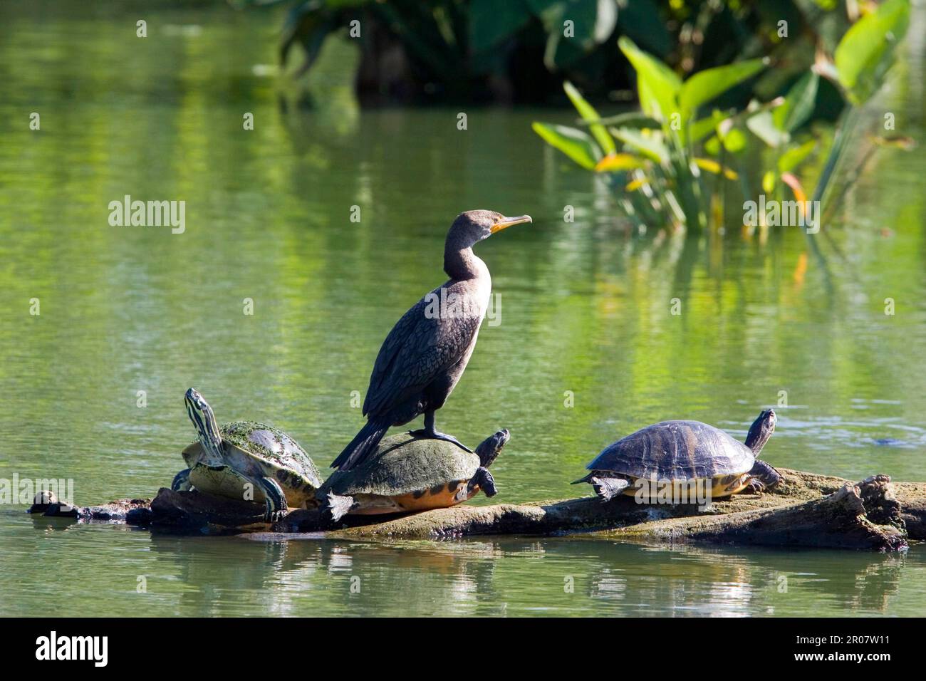 Florida turtle hi-res stock photography and images - Alamy
