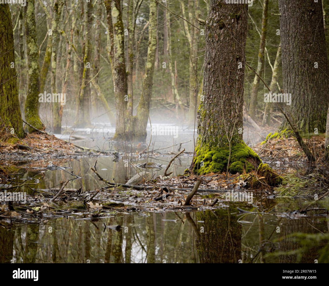 A tranquil scene of a marshy forest, with a small swamp flowing through ...