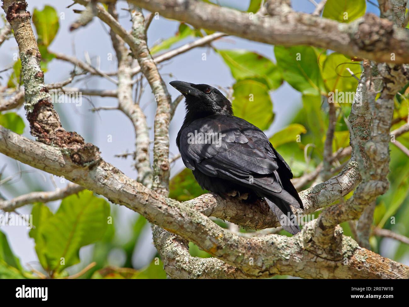 Cuban Crow, Cuban Crows, Crow, Corvids, Songbirds, Animals, Birds ...