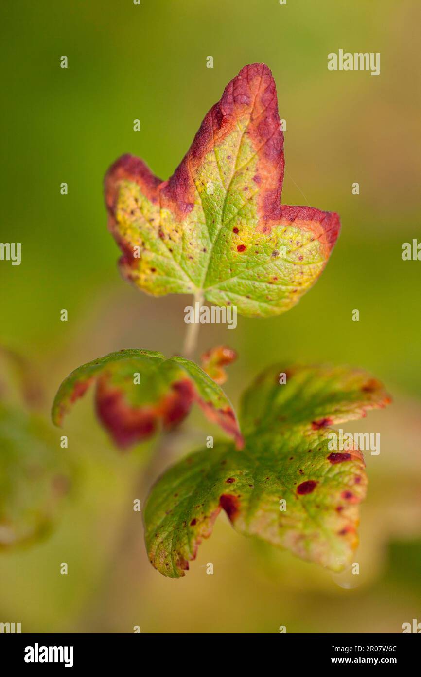 Raspberry leaves for the beginning of autumn (Rubus idaeus), raspberry ...