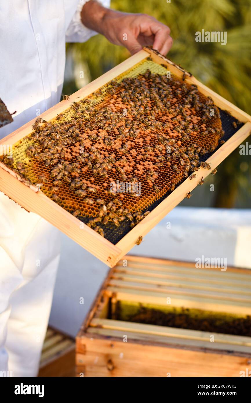 A bee keeper holding his bees and honey in the air Stock Photo - Alamy