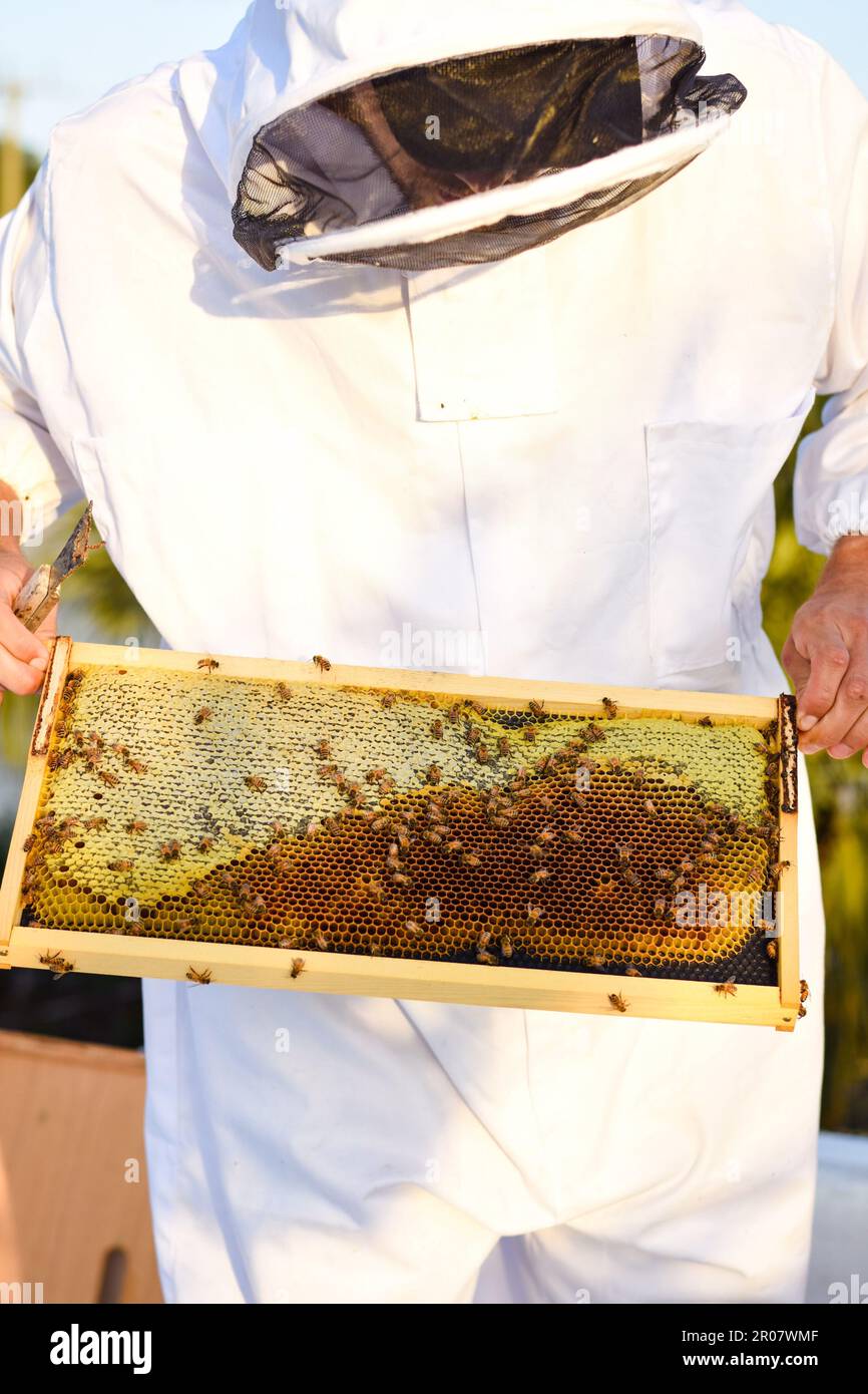A bee keeper pulling his honey out of his bee hive Stock Photo - Alamy