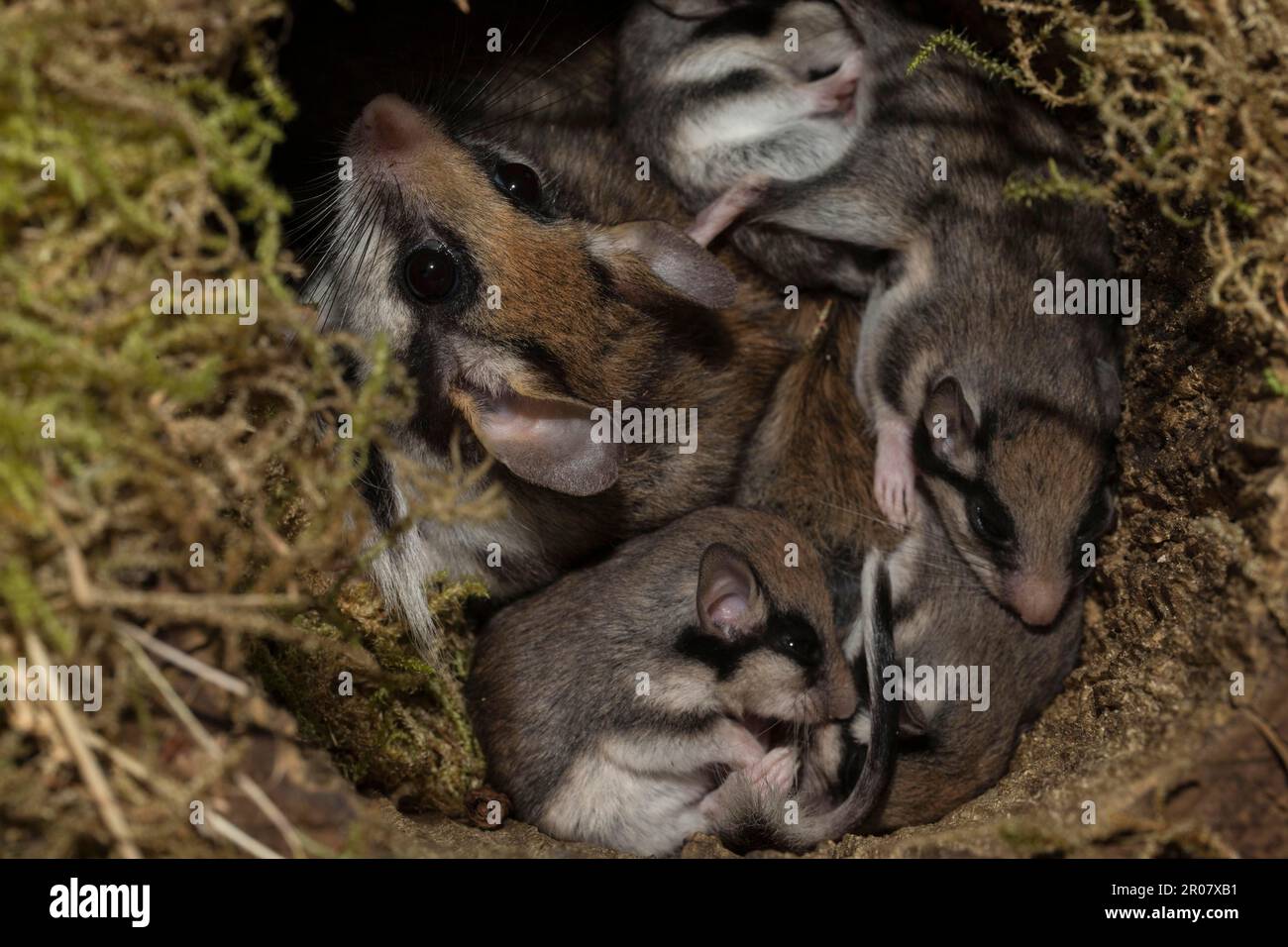 Garden dormouse (Eliomys quercinus), and young, in moss, in nest ...