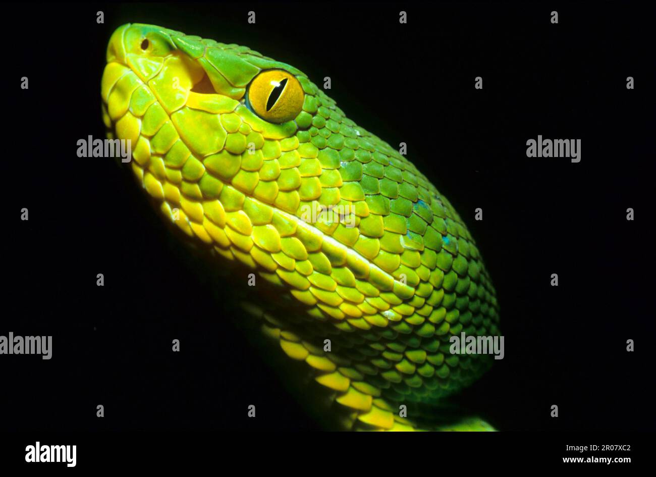Portrait of green pit viper hi-res stock photography and images - Alamy