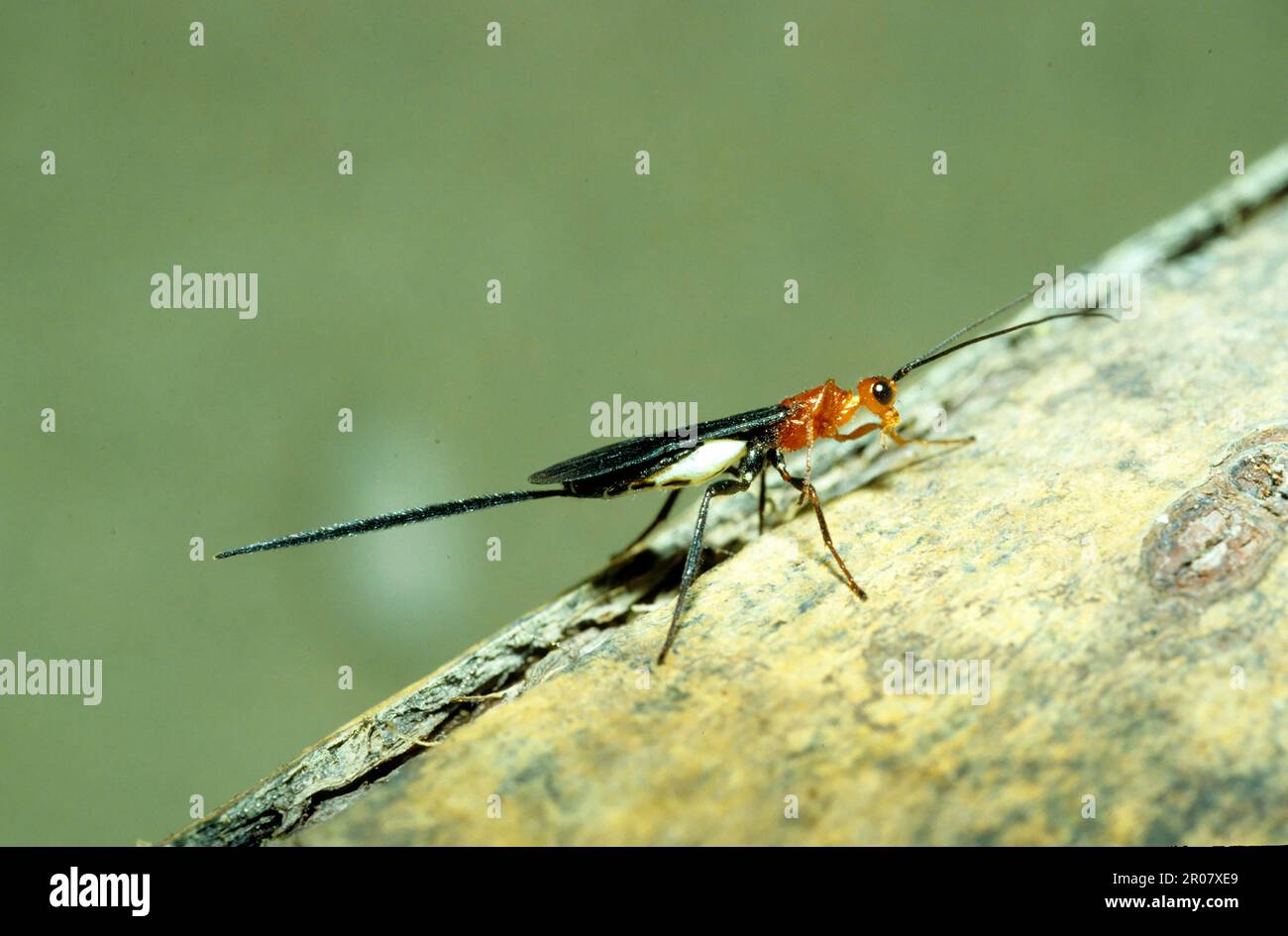 Javanese ichneumon fly Stock Photo - Alamy