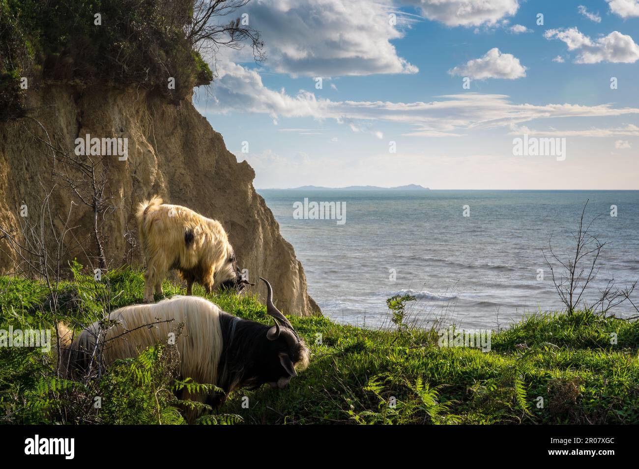 Long-Haired Goats in Cape of Rodon, Albania Stock Photo - Alamy