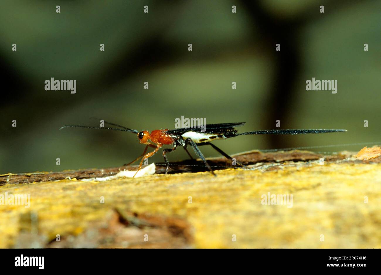 Javanese ichneumon fly Stock Photo - Alamy