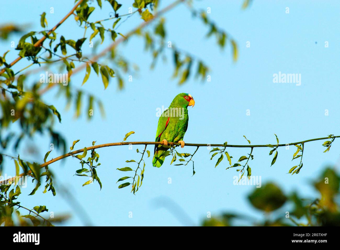 Parrot amazon white fronted hi-res stock photography and images - Alamy