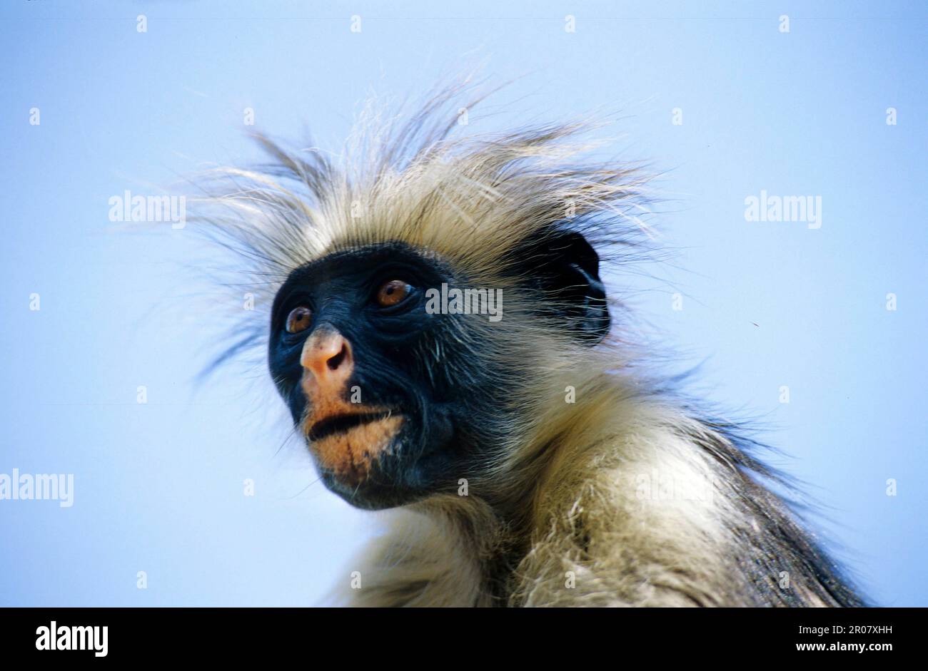 Colobus portrait hi-res stock photography and images - Alamy