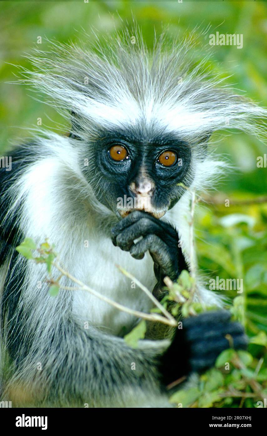 Stubby animal hi-res stock photography and images - Alamy