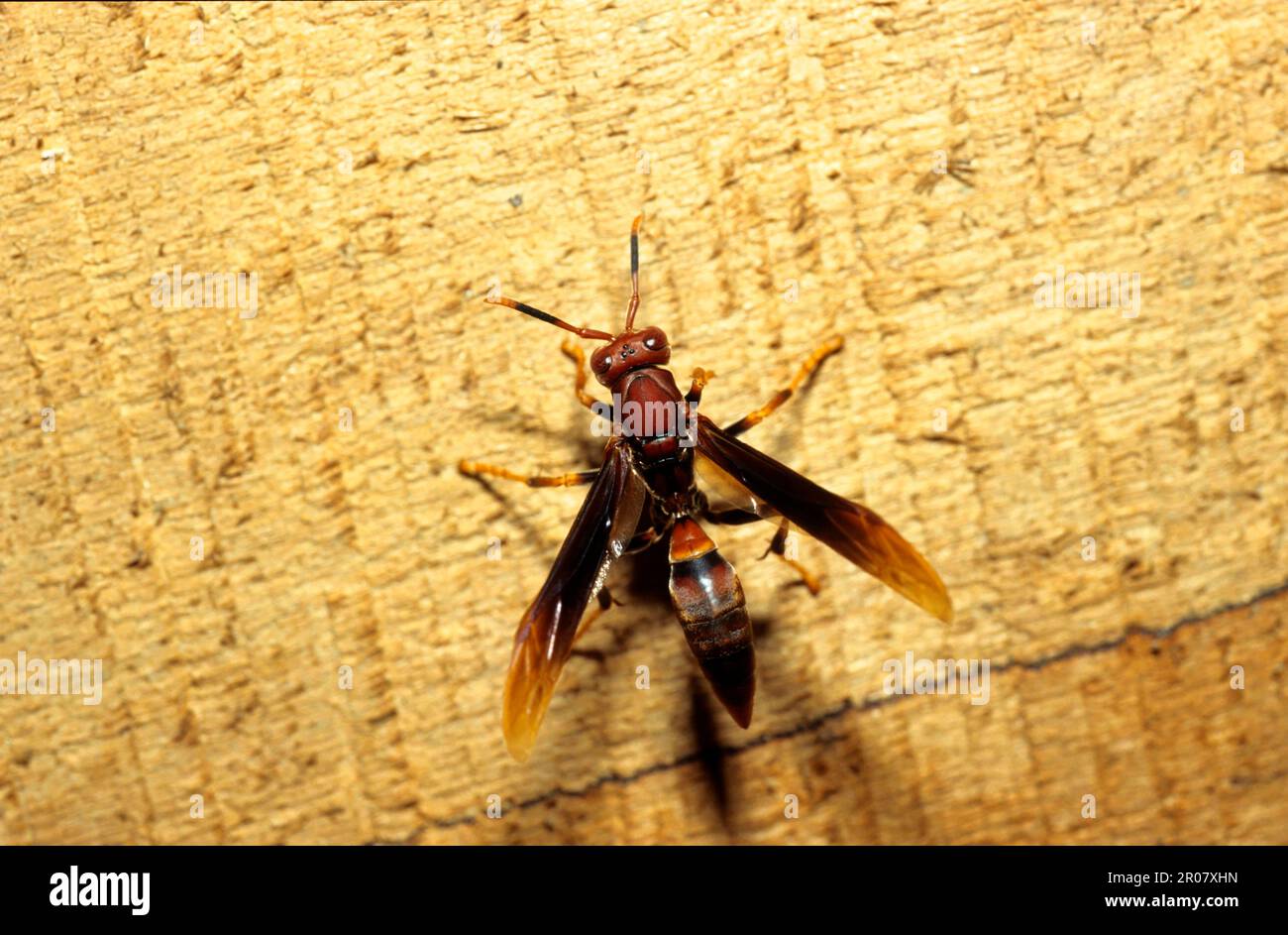 Social wrinkled wasp hi-res stock photography and images - Alamy