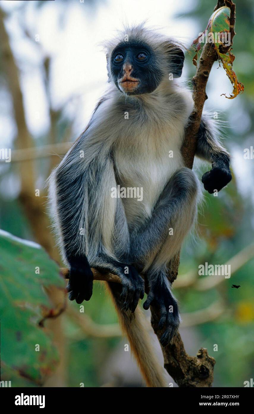 Colobinae primate hi-res stock photography and images - Alamy