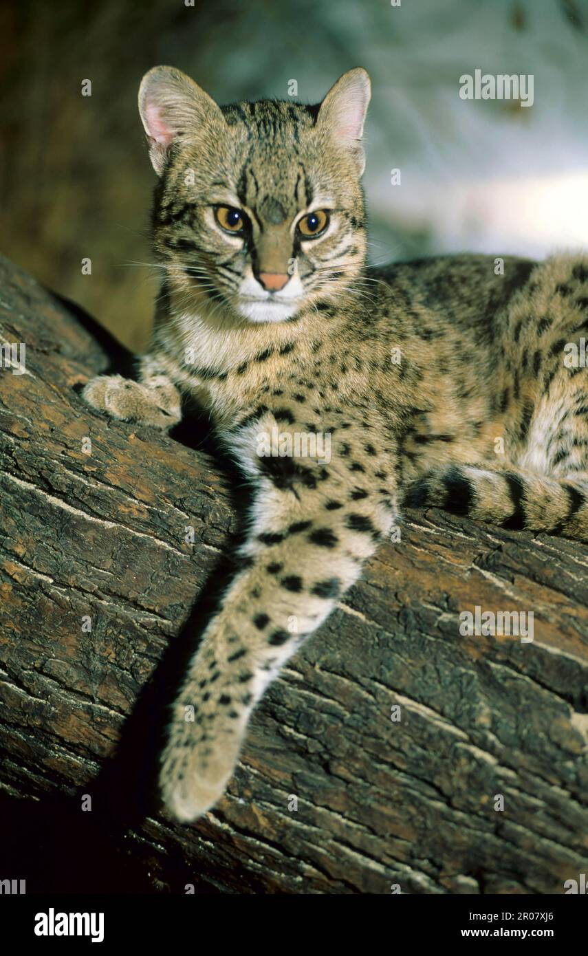 Geoffroy's cat hi-res stock photography and images - Alamy