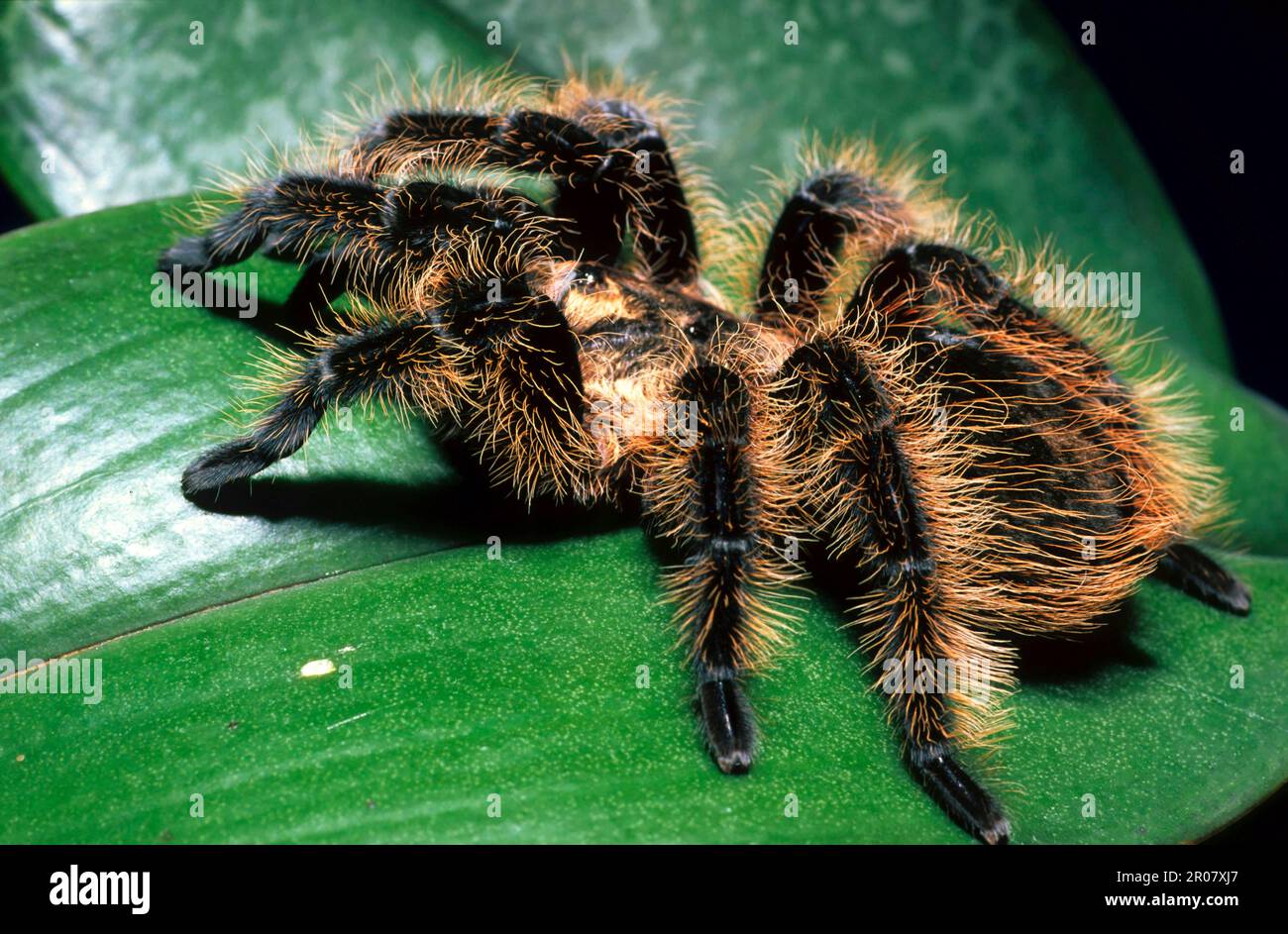 Honduras Frizzy-Haired Bird Spider Stock Photo - Alamy