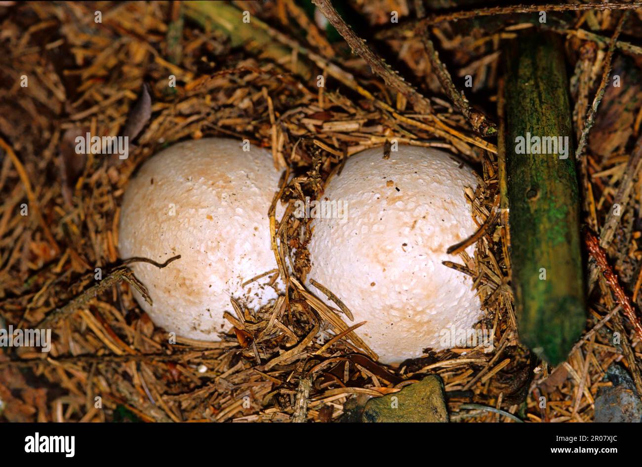 Common stinkhorn, witch's egg Stock Photo - Alamy