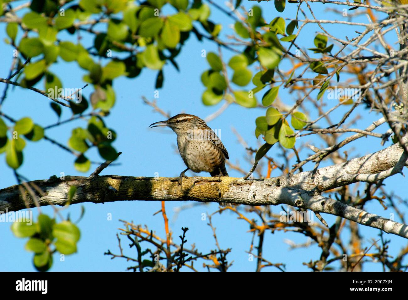 Mexican wren hi-res stock photography and images - Alamy
