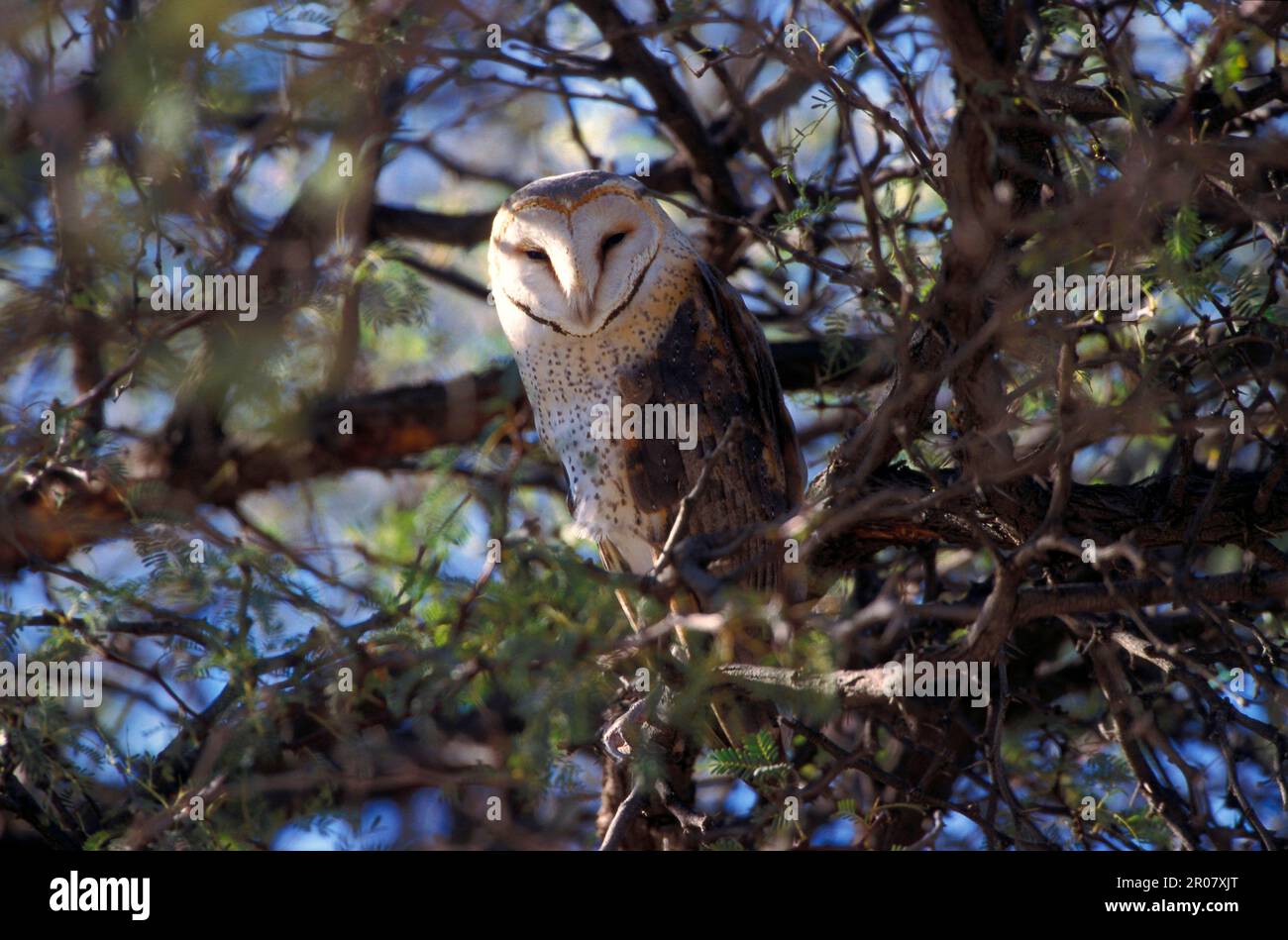 African barn owl hi-res stock photography and images - Alamy