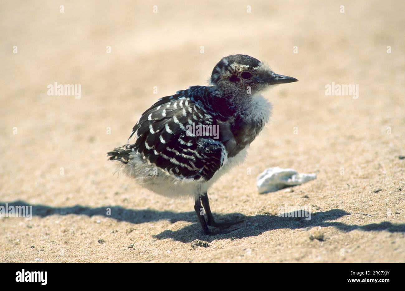 Sooty Tern, chick Stock Photo - Alamy