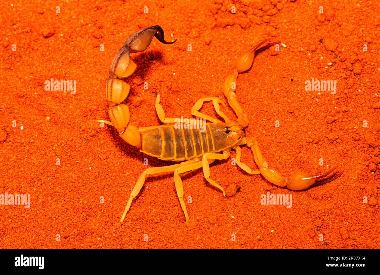 Scorpionidae hi-res stock photography and images - Alamy