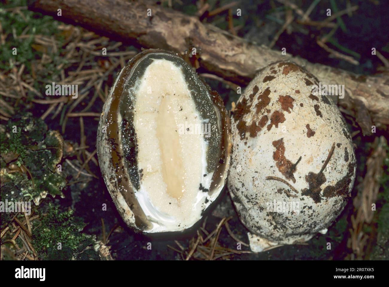 Common stinkhorn, witch's egg Stock Photo - Alamy