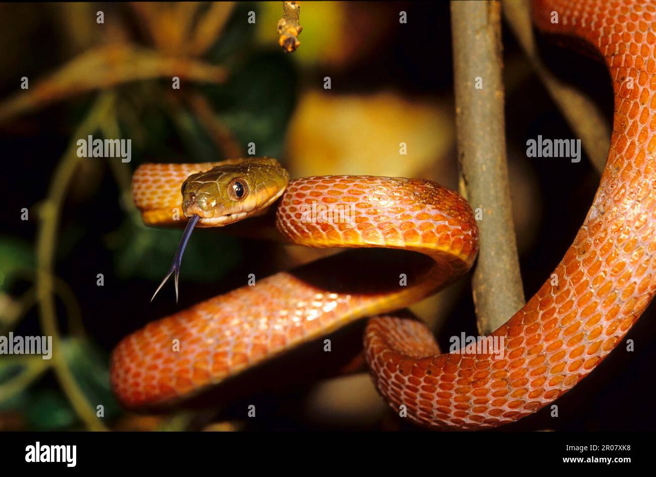 Brown Night Tree Snake Stock Photo - Alamy