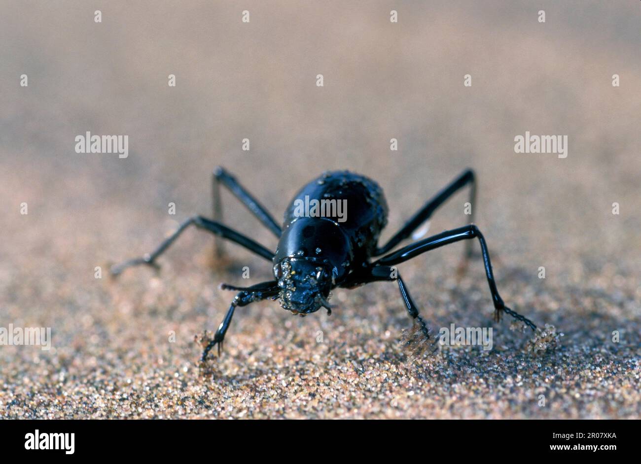Bombardier beetle hi-res stock photography and images - Alamy