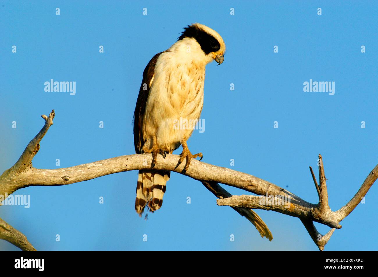 Laughing falcons hi-res stock photography and images - Alamy