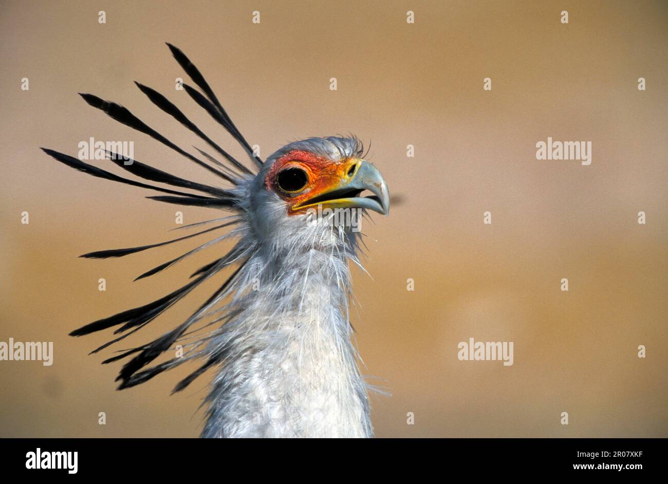 Secretary bird head hi-res stock photography and images - Alamy