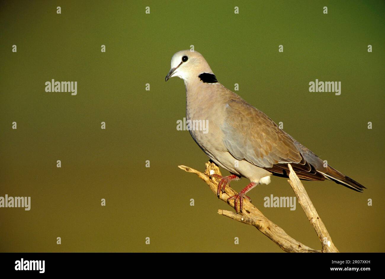 Ring necked dove hi-res stock photography and images - Alamy
