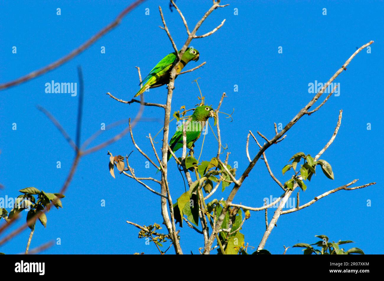 South american parakeet hi-res stock photography and images - Alamy
