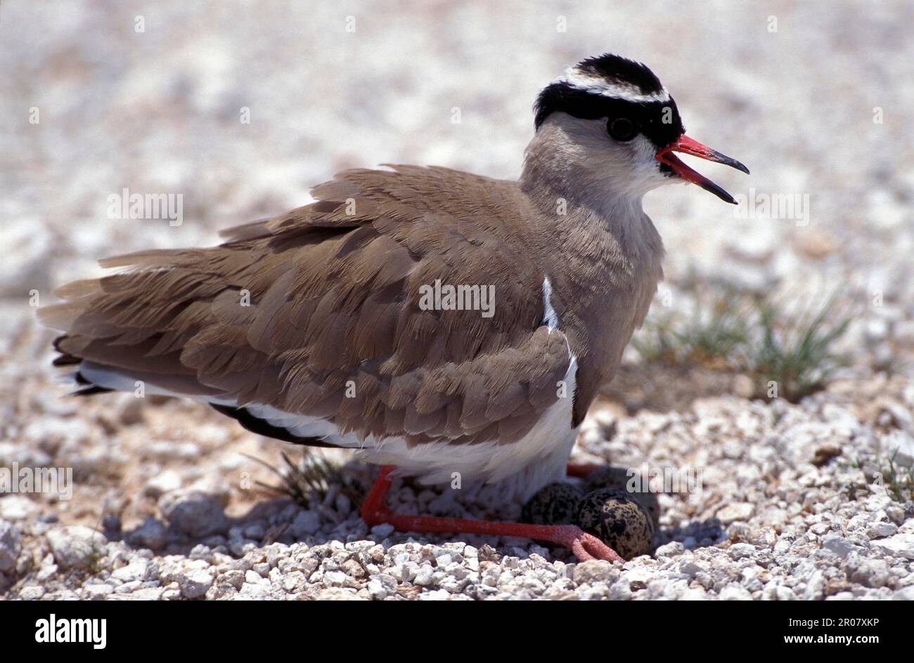 Lapwing egg hi-res stock photography and images - Alamy