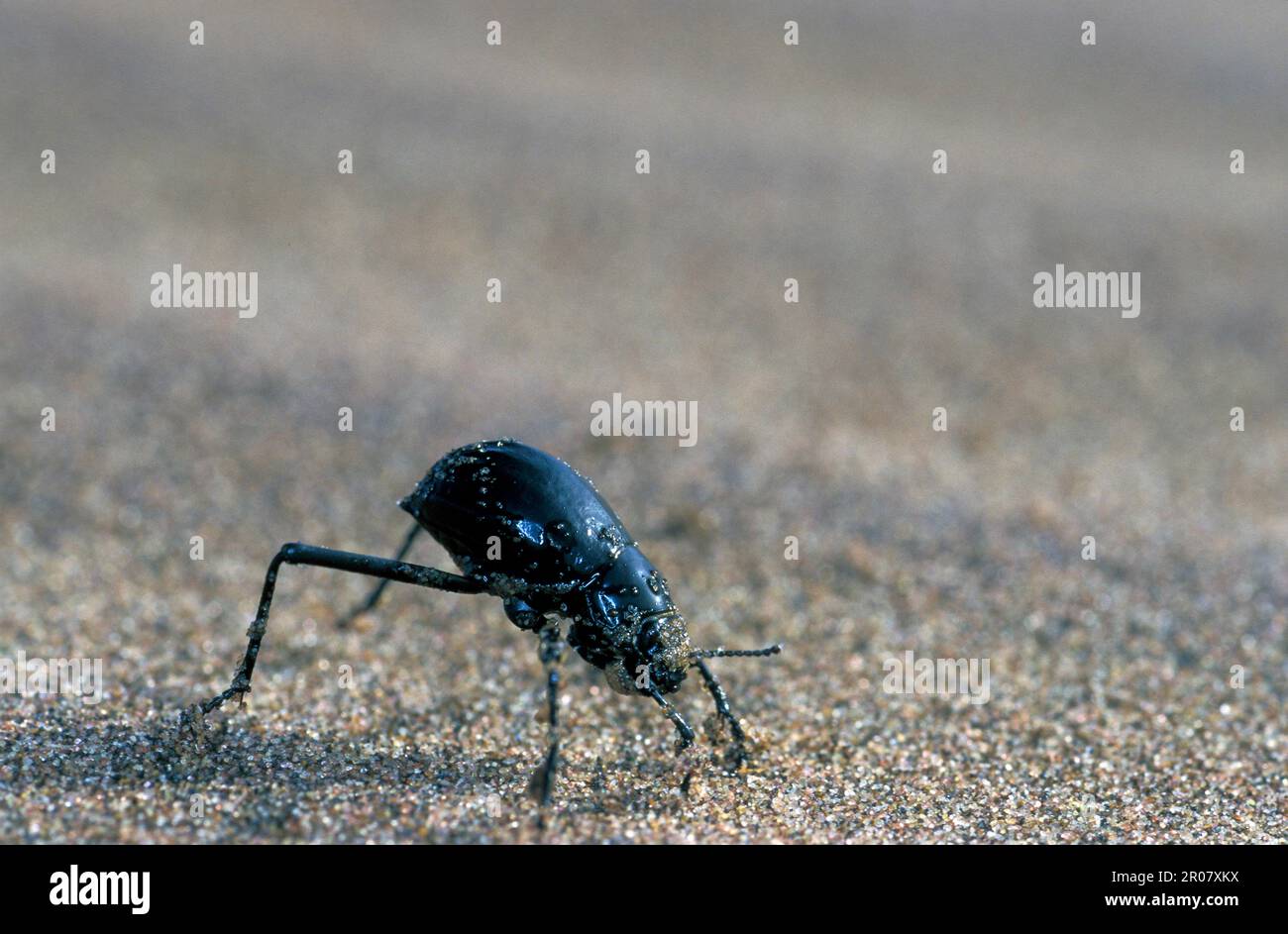 Bombardier beetle hi-res stock photography and images - Alamy