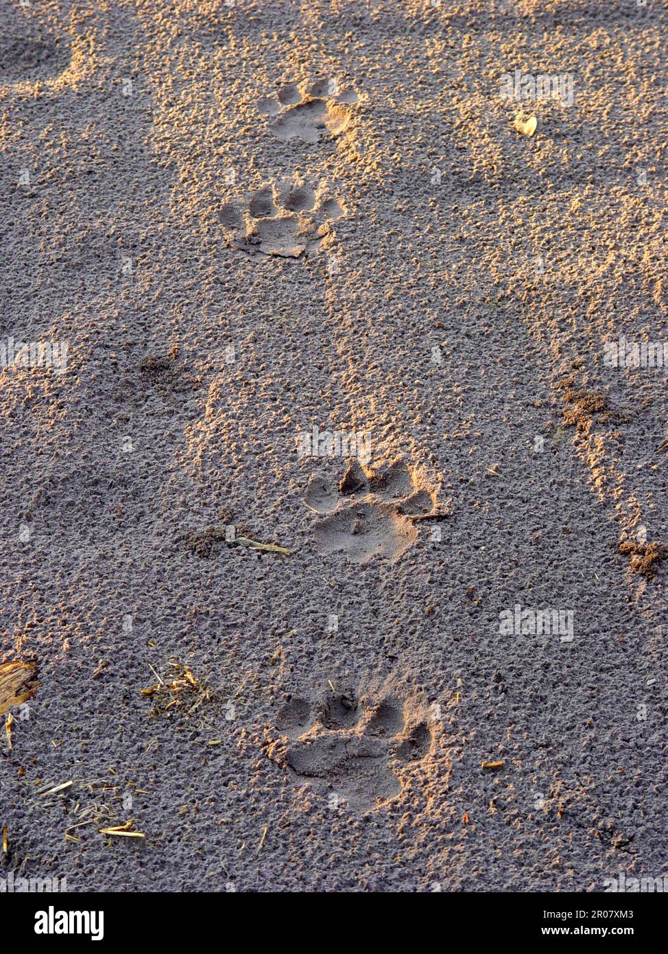 African lion, footprint Stock Photo - Alamy