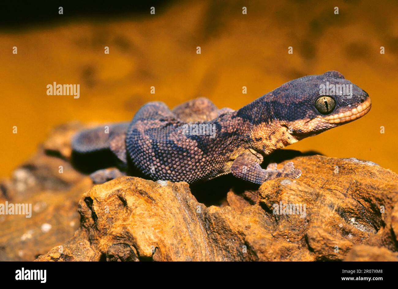 African ribbon velvet gecko Stock Photo - Alamy
