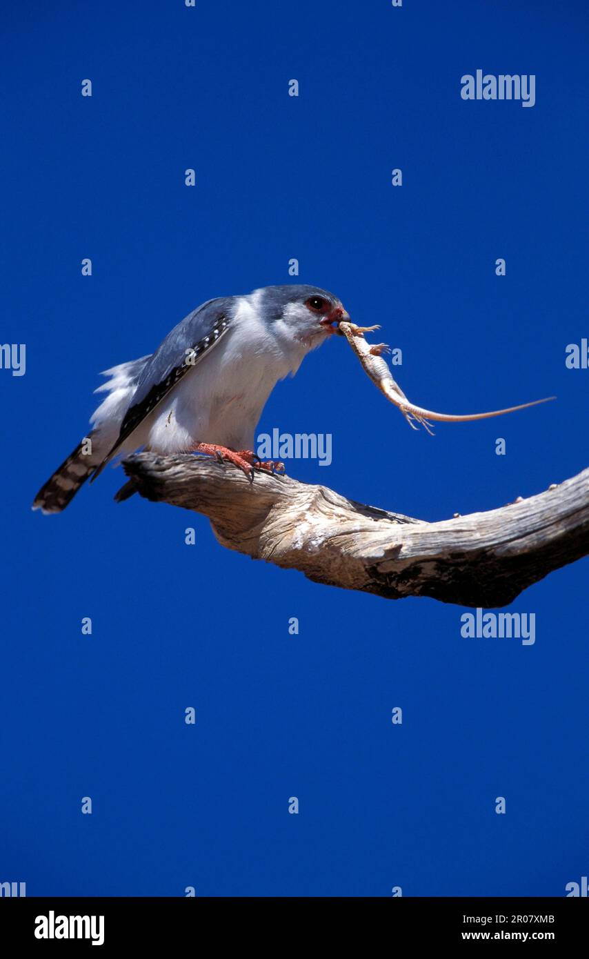 Pygmy falcons hi-res stock photography and images - Alamy