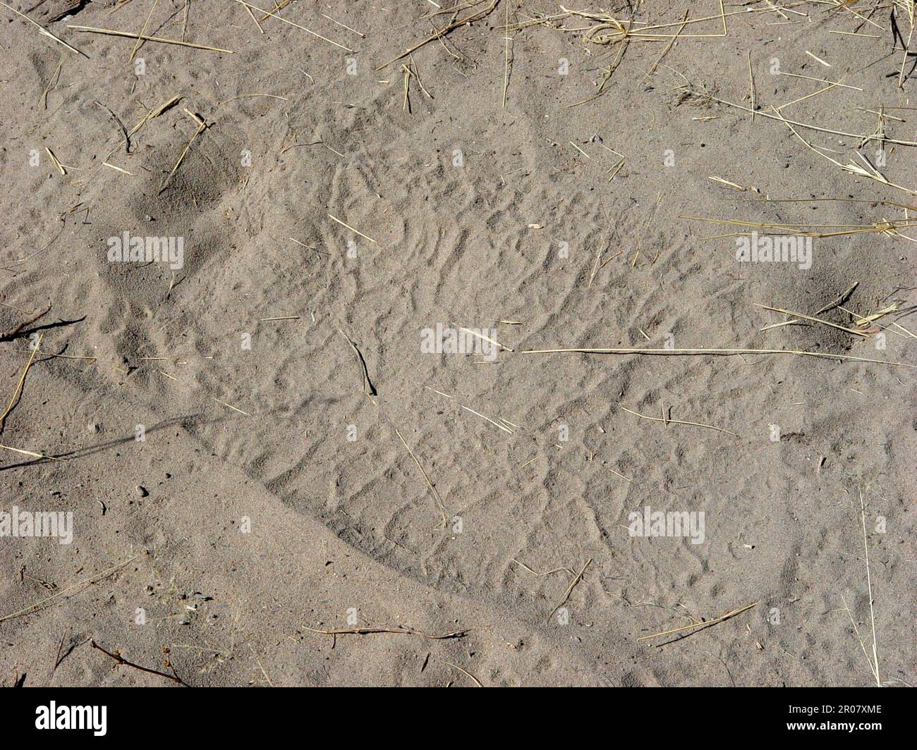 Elephant footprint hi-res stock photography and images - Alamy