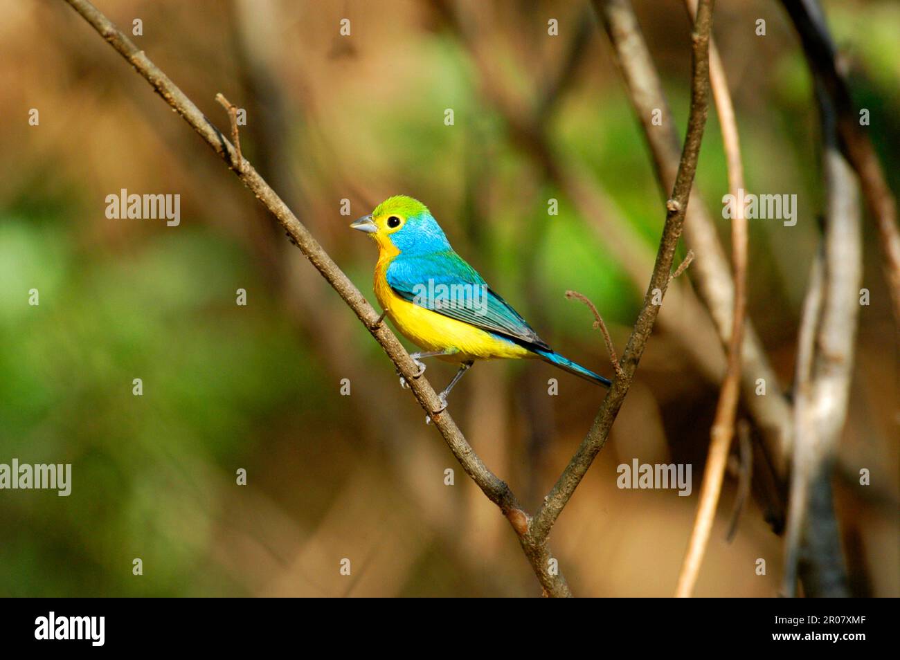 Orange Blue Link Stock Photo - Alamy