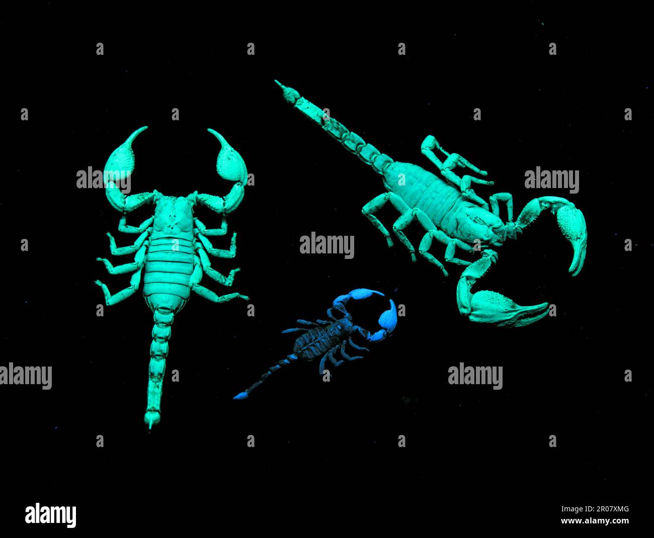 Scorpionidae hi-res stock photography and images - Alamy