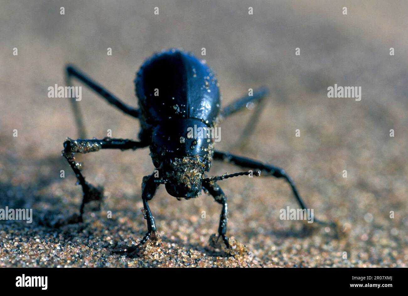 Bombardier beetle hi-res stock photography and images - Alamy