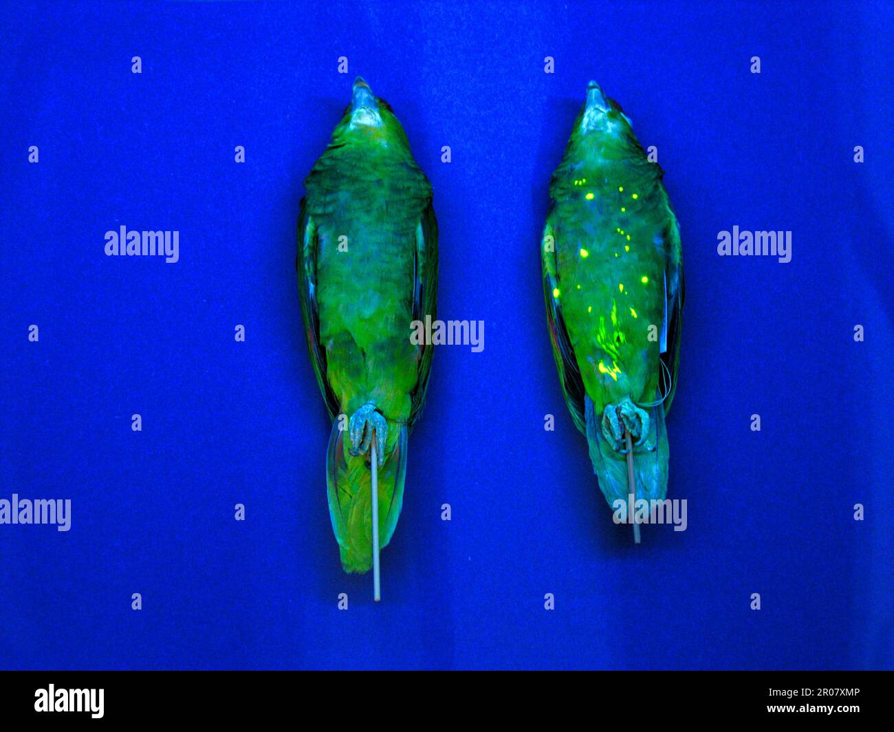 Dead bird cutout hi-res stock photography and images - Alamy