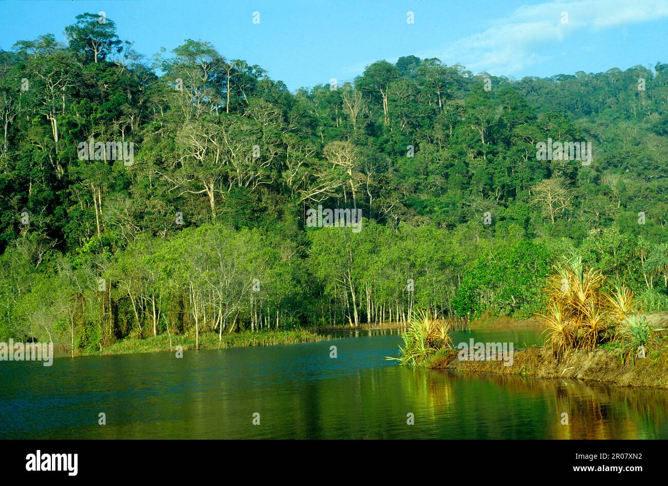 Jungle, Java, Indonesia Stock Photo - Alamy