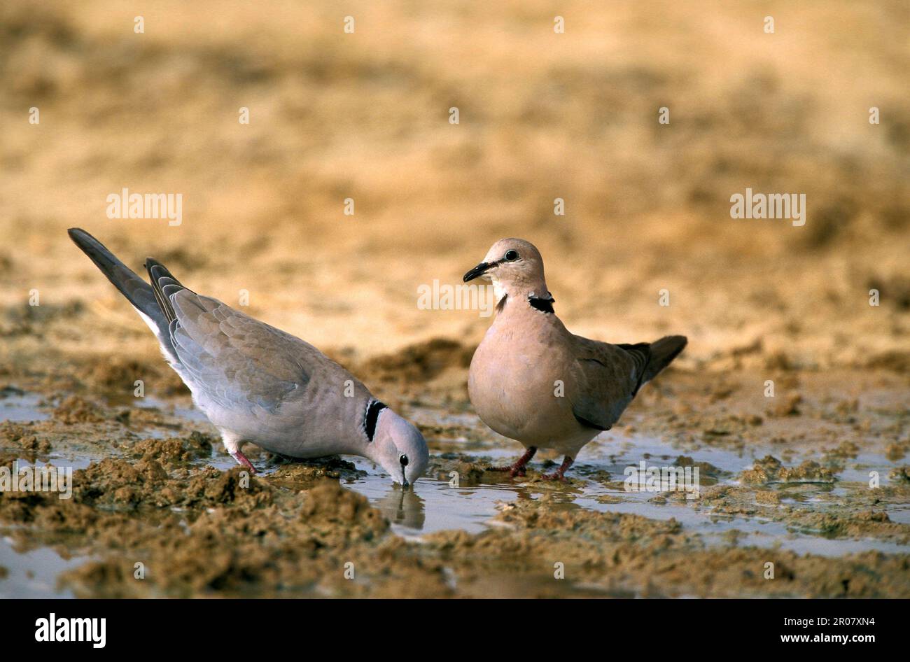 Ring necked dove hi-res stock photography and images - Alamy